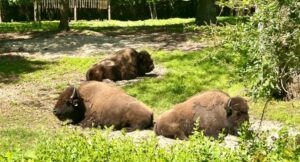 Wild & Wonderful: Where to See Animals Near Charleston, SC