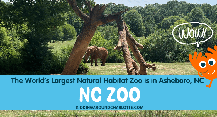 Wild & Wonderful: Where to See Animals Near Charleston, SC