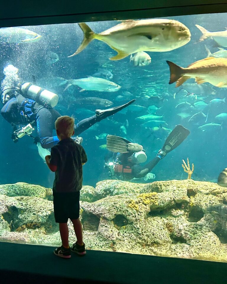 Wild & Wonderful: Where to See Animals Near Charleston, SC