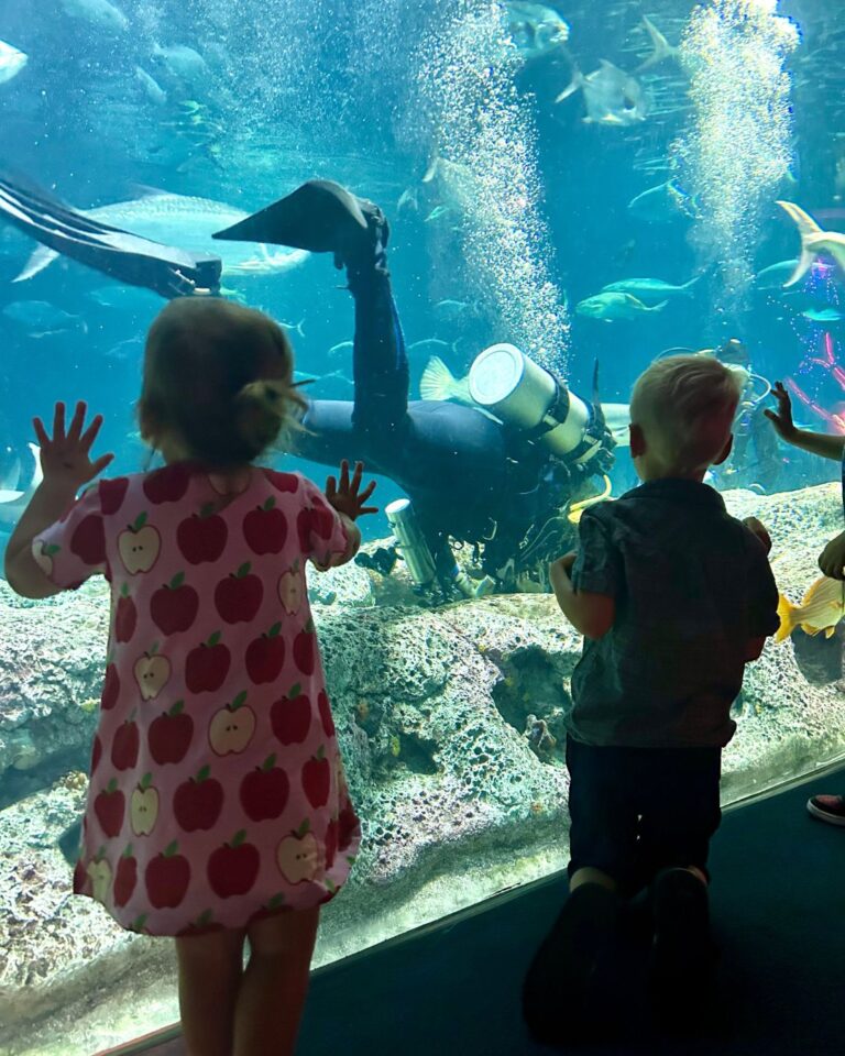 Wild & Wonderful: Where to See Animals Near Charleston, SC