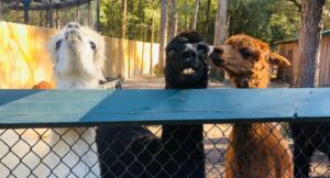 Wild & Wonderful: Where to See Animals Near Charleston, SC