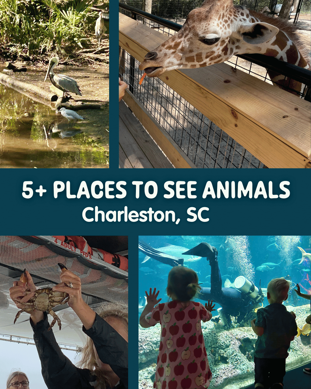 Wild & Wonderful: Where to See Animals Near Charleston, SC